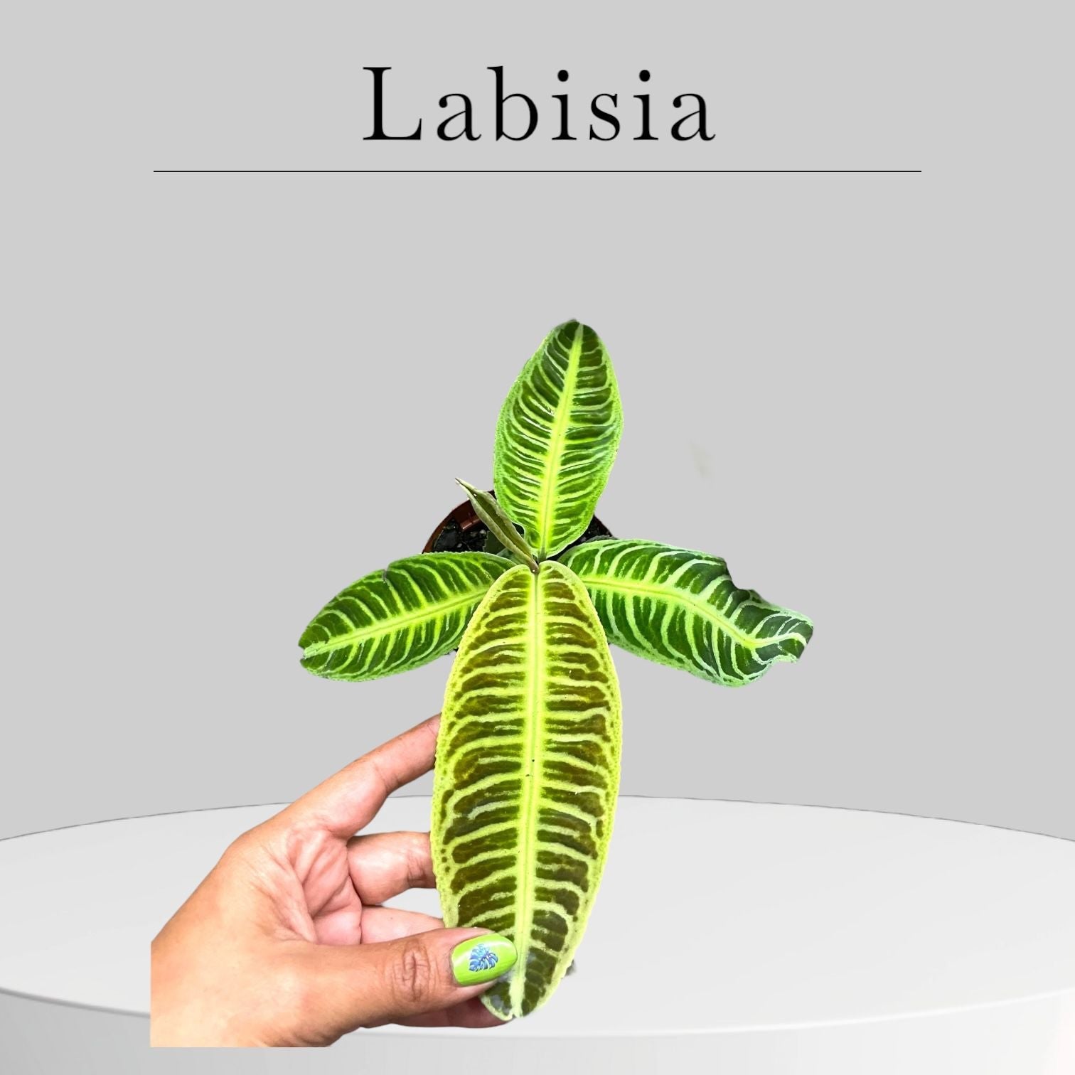 Labisia – VariPlants